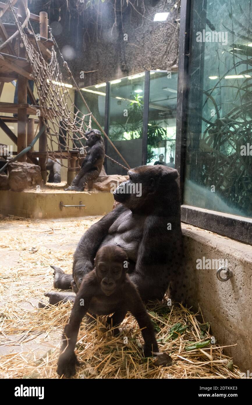 Park Zoologic Artis in Amsterdam. Amsterdam the 2019-07-21. Artis Zoo à ...