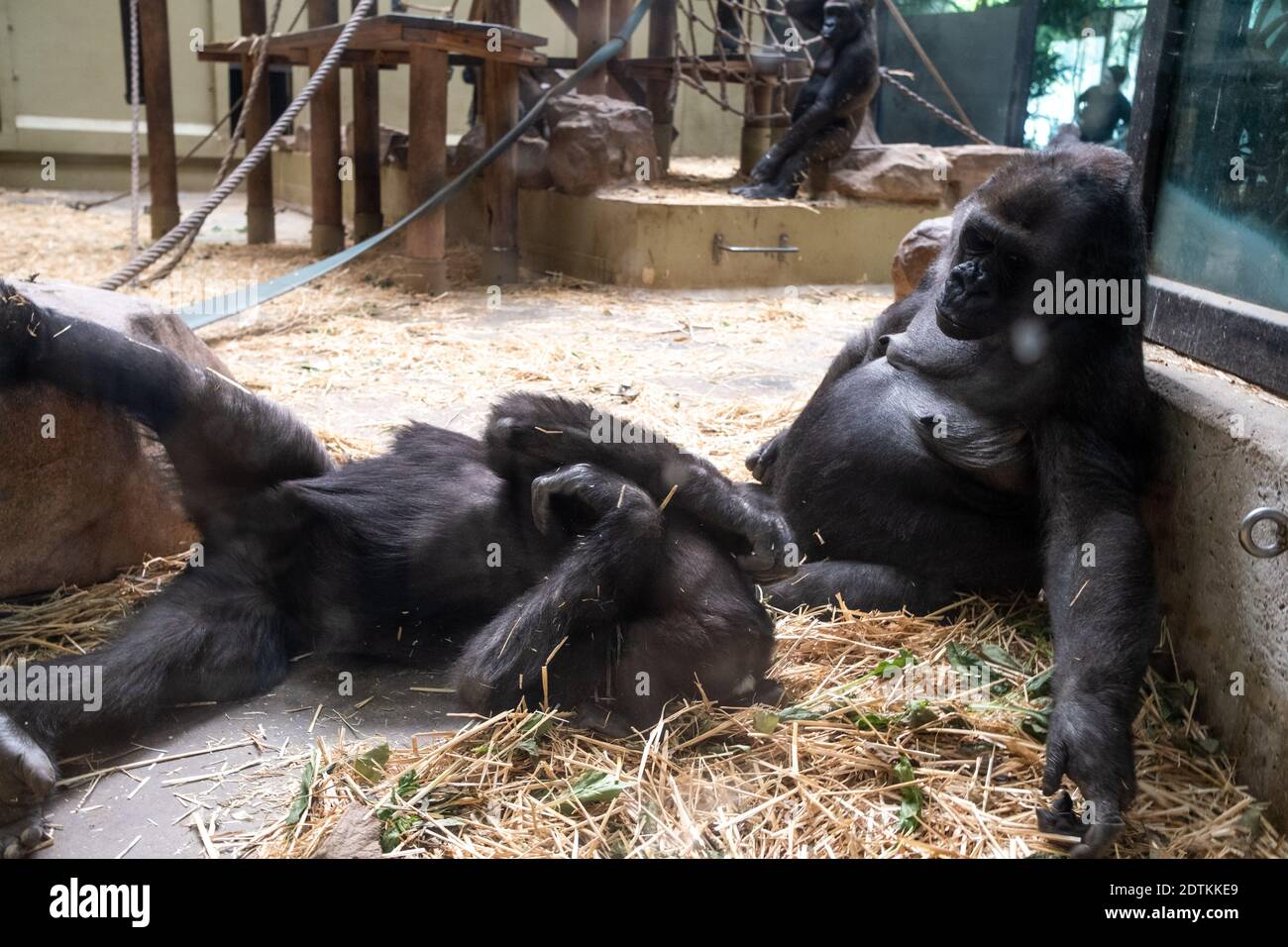 Park Zoologic Artis in Amsterdam. Amsterdam the 2019-07-21. Artis Zoo à ...