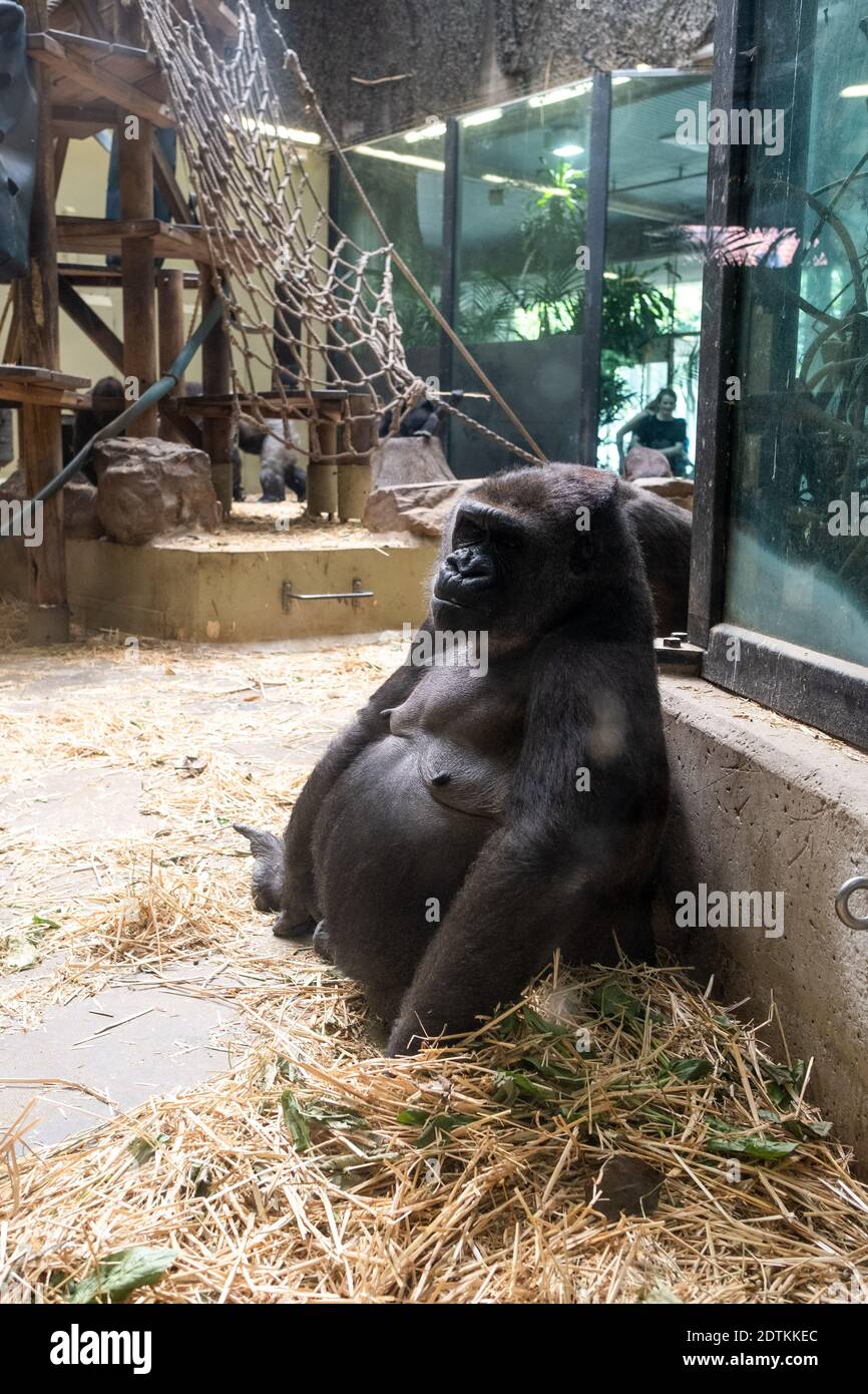 Park Zoologic Artis in Amsterdam. Amsterdam the 2019-07-21. Artis Zoo à ...