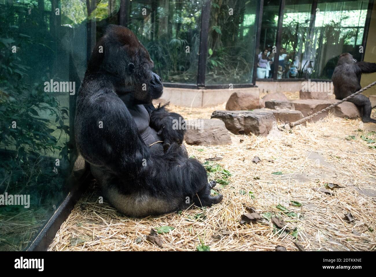 Park Zoologic Artis in Amsterdam. Amsterdam the 2019-07-21. Artis Zoo à ...