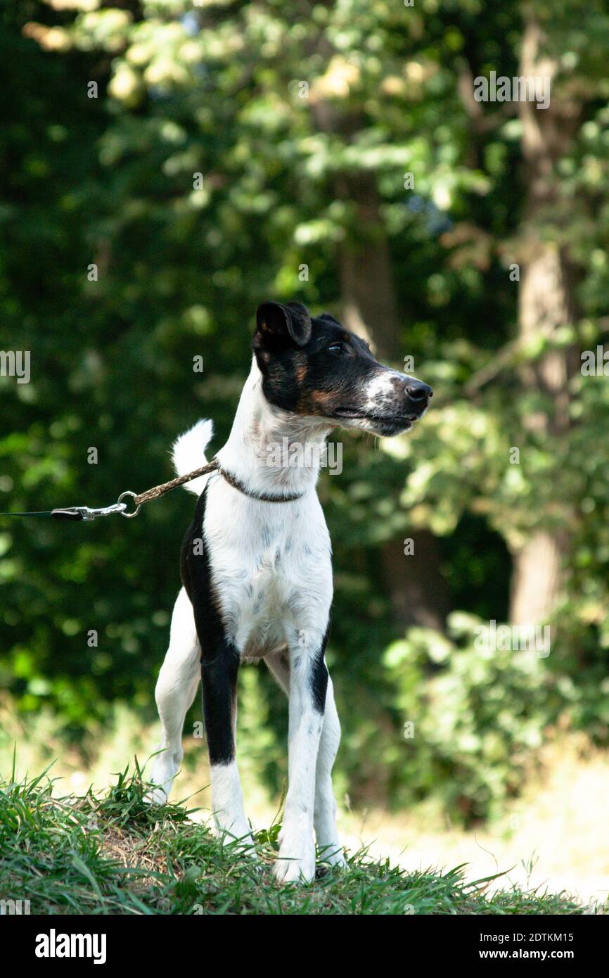 dogs of a breed of a smooth-haired fox-terrier of a white color with black spots stand on a ...