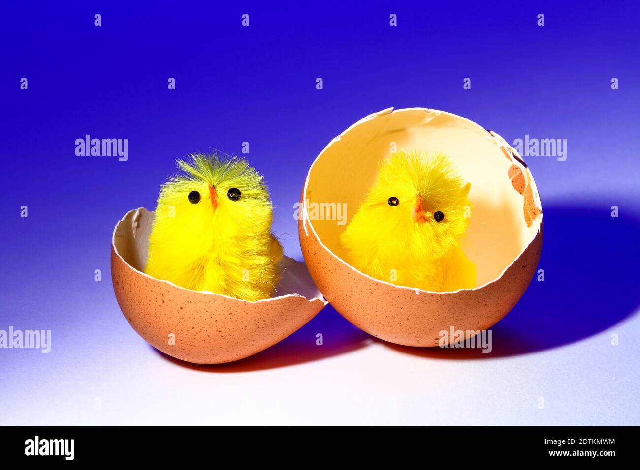 Two yellow Easter chicks chicken toy sat in a hens egg, conceptual ...