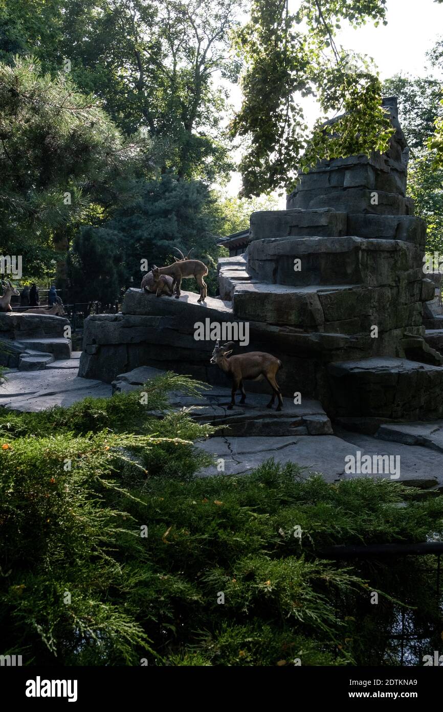 Park Zoologic Artis in Amsterdam. Amsterdam the 2019-07-21. Artis Zoo à ...