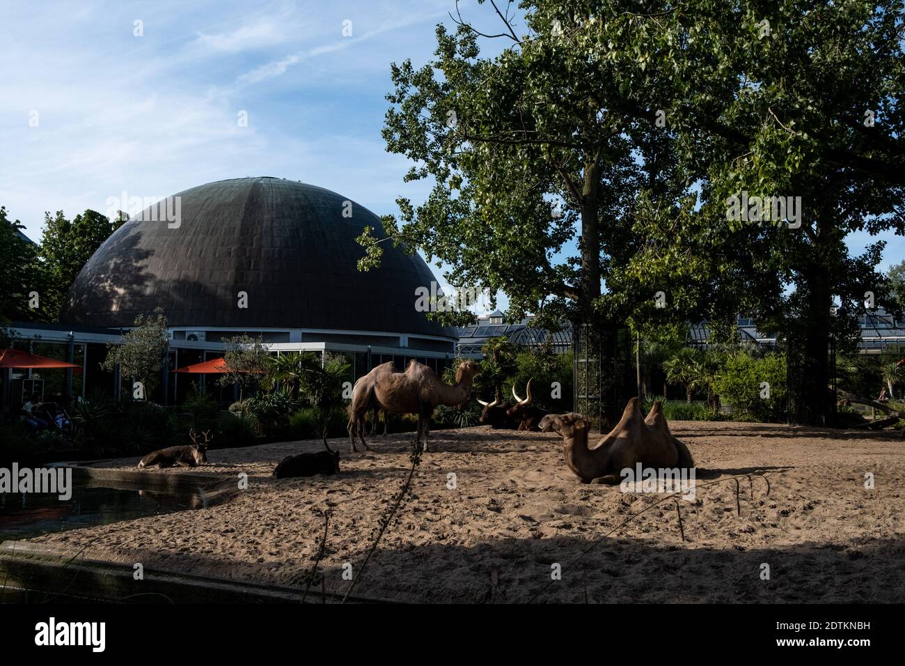 Park Zoologic Artis in Amsterdam. Amsterdam the 2019-07-21. Artis Zoo à ...