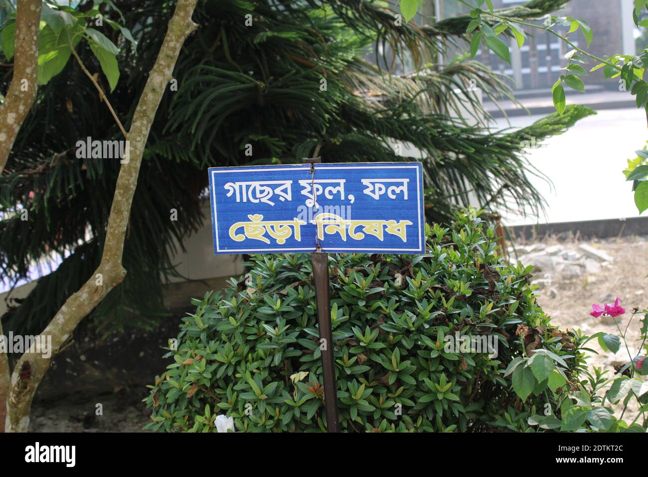 Fresh tree leaf natural background photo capture at Dhaka, Bangladesh Stock Photo - Alamy