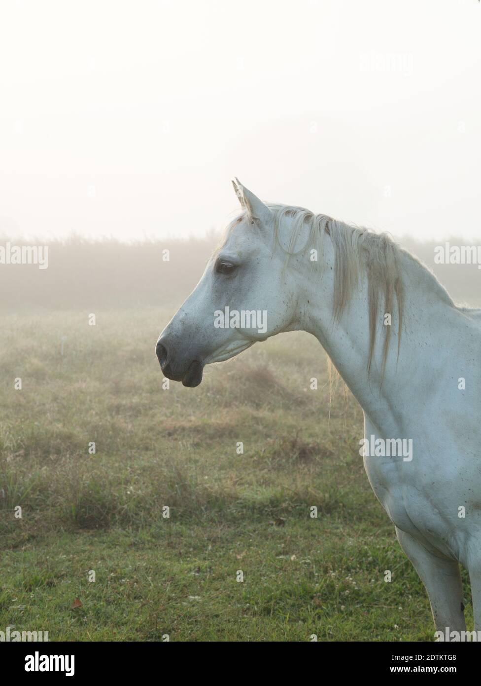 Arabian horse side profile hi-res stock photography and images - Alamy