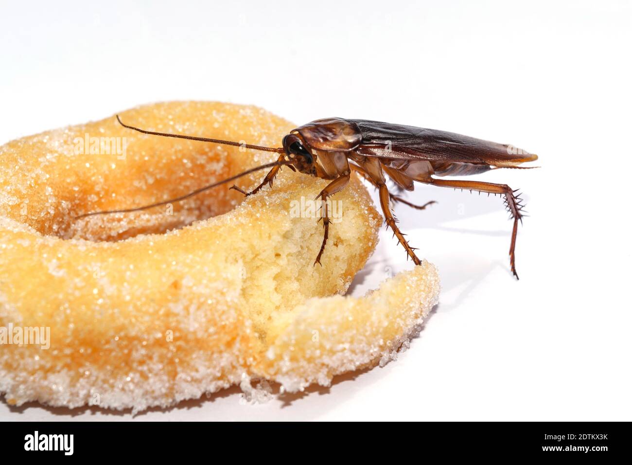 Fruit mouse animal animals hi-res stock photography and images - Alamy