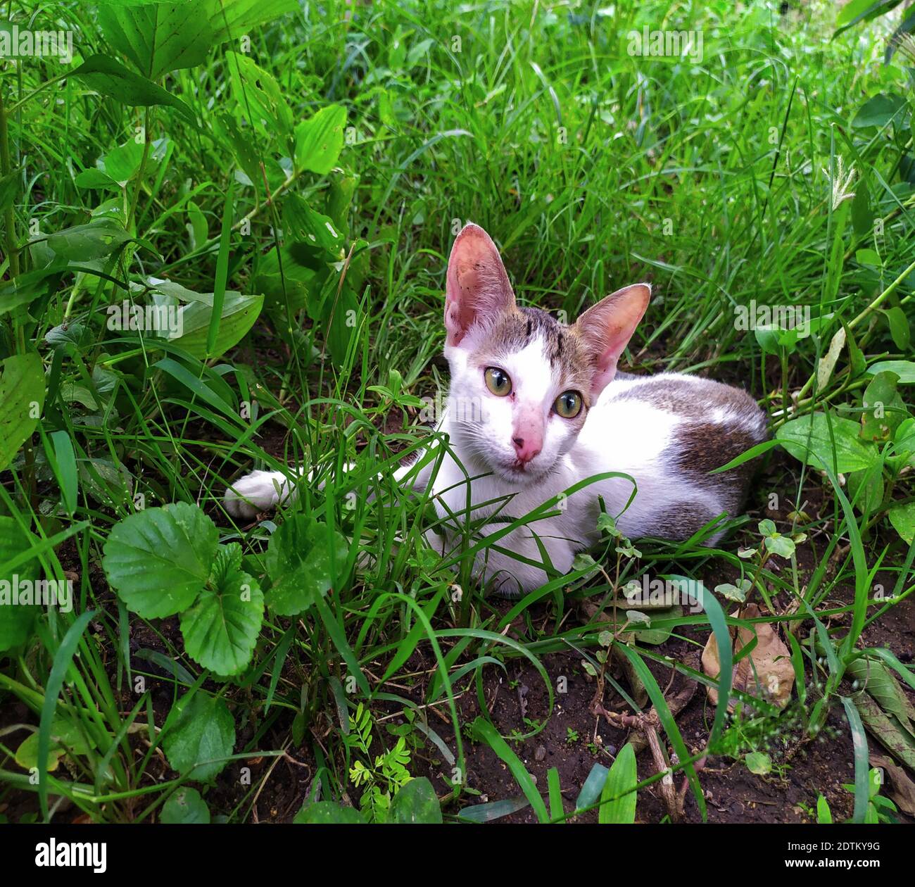 Animal eye level hi-res stock photography and images - Alamy