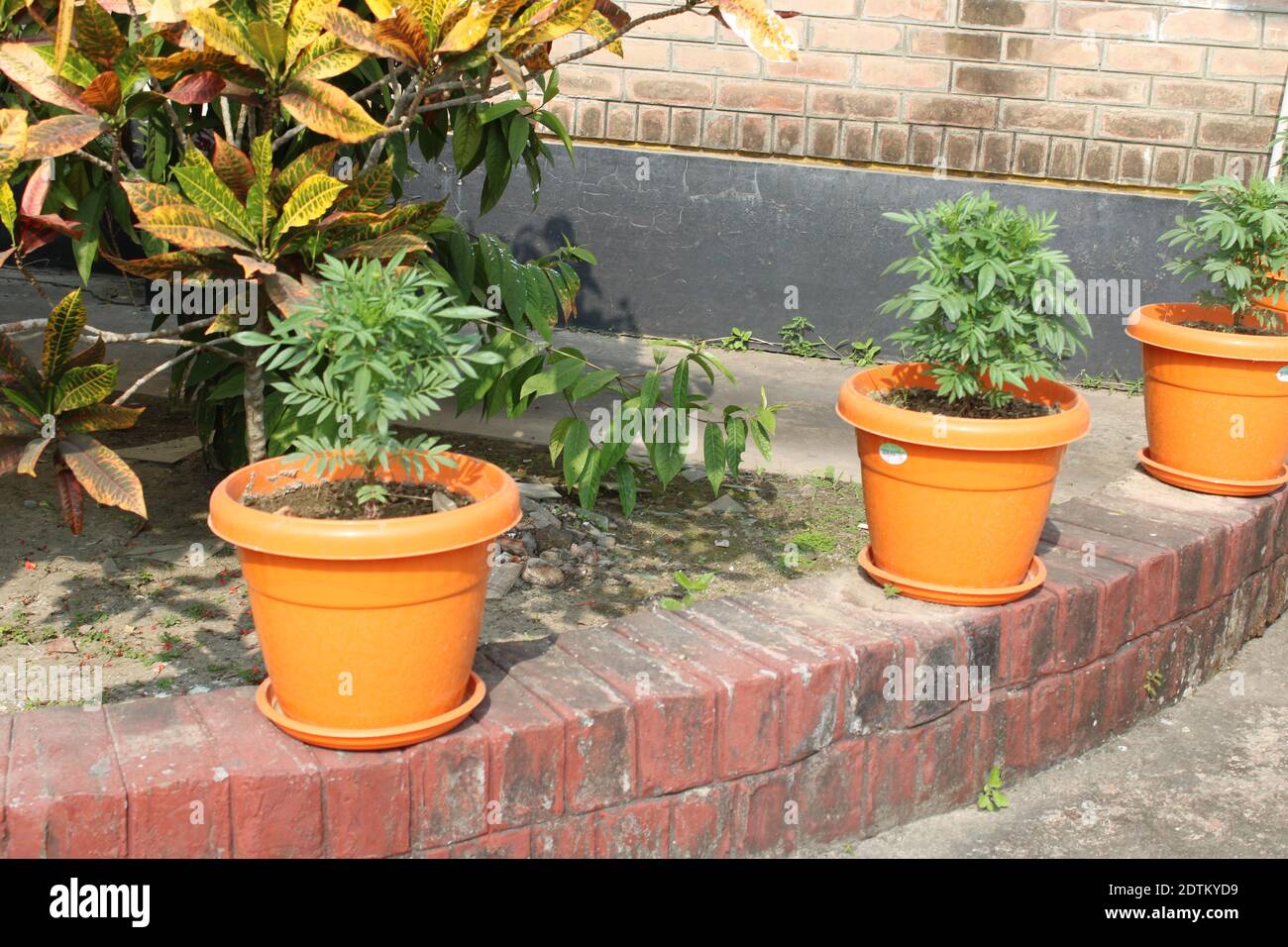 Flower tree in the pot natural photo capture at Dhaka, Bangladesh Stock ...
