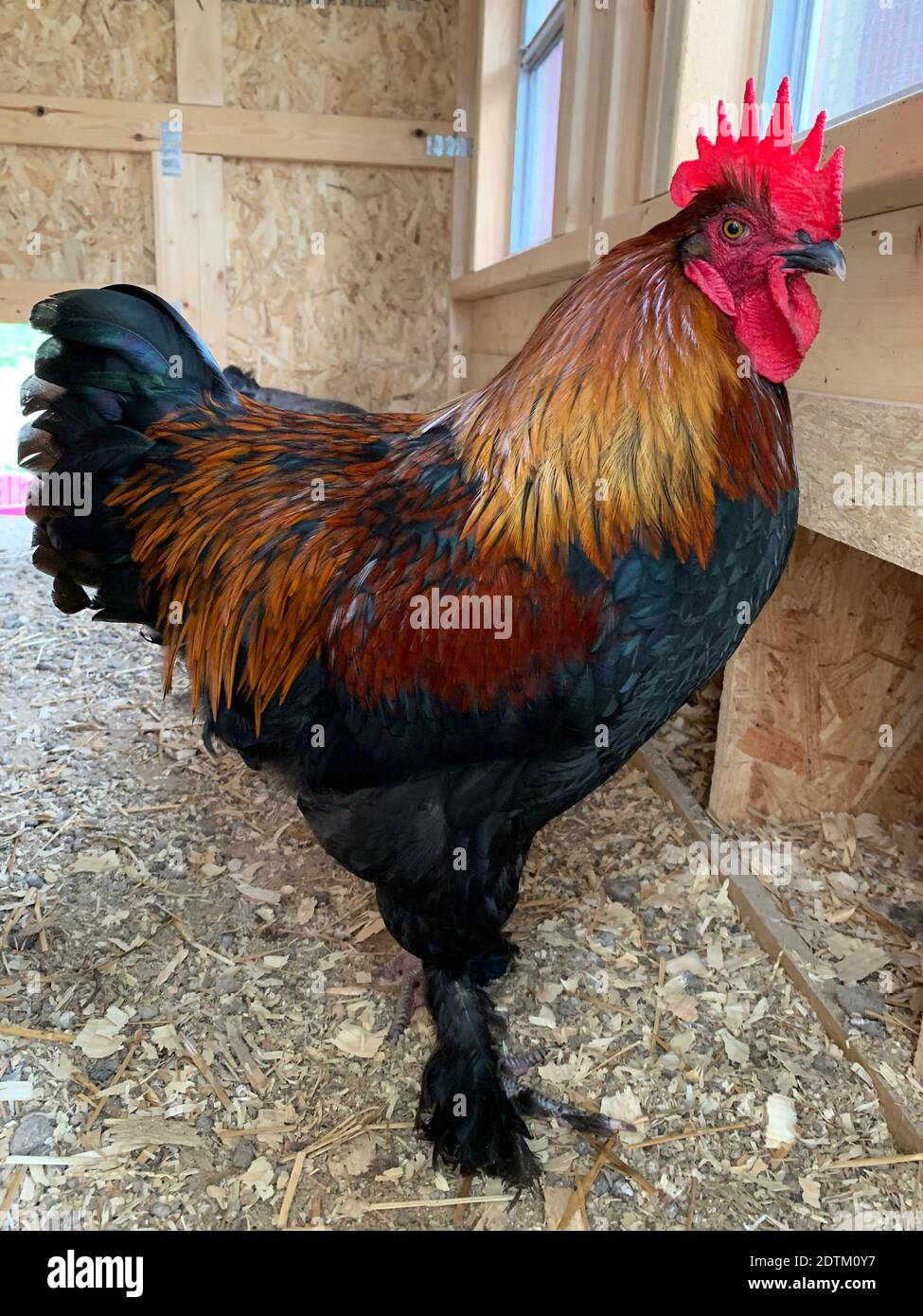 Young Black Copper Maran Rooster