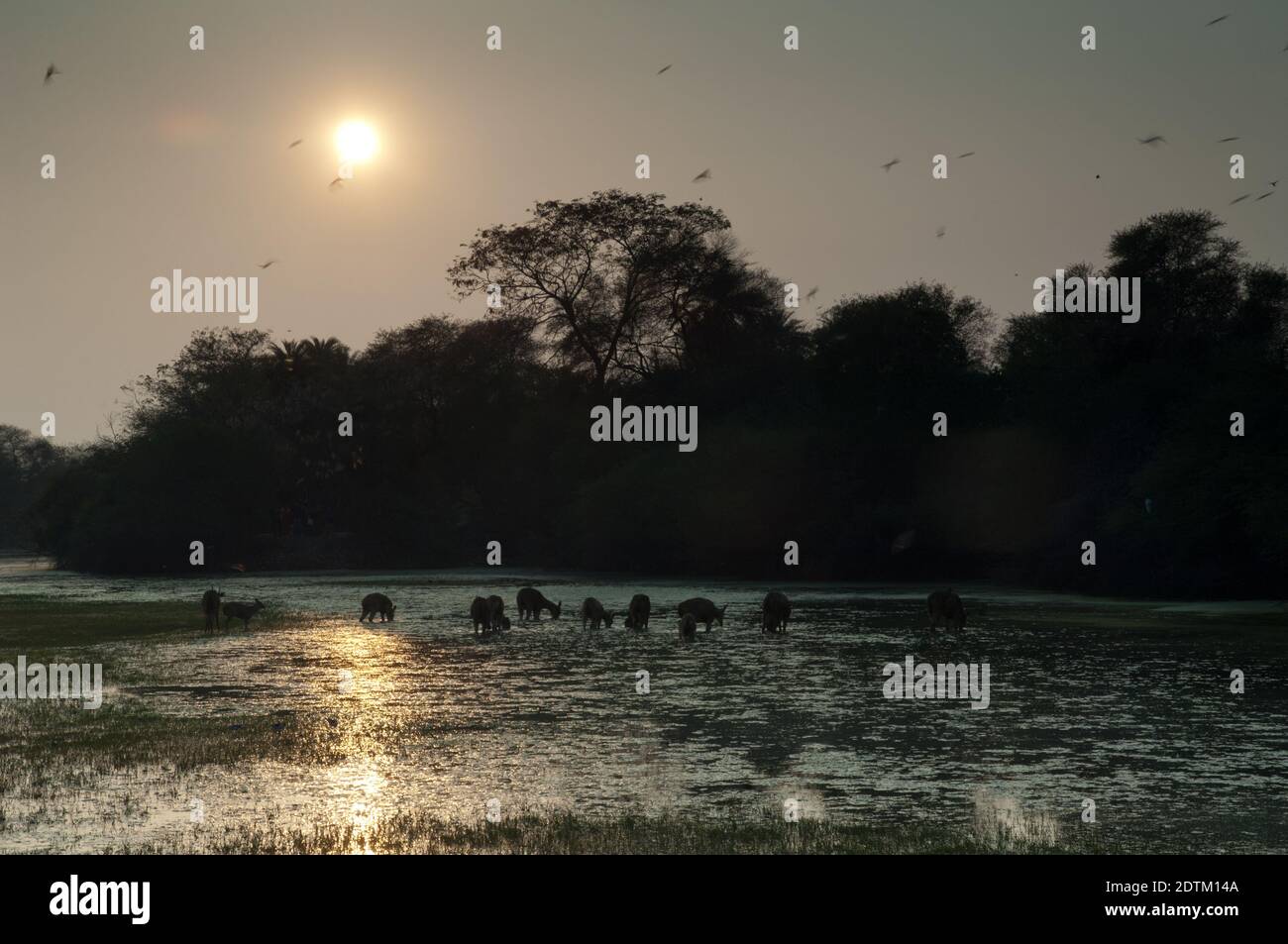 Herd of sambar Rusa unicolor and birds in flight at sunset. Keoladeo ...