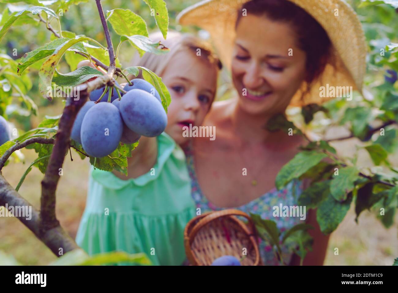 People reaching fruit on tree hi-res stock photography and images - Alamy