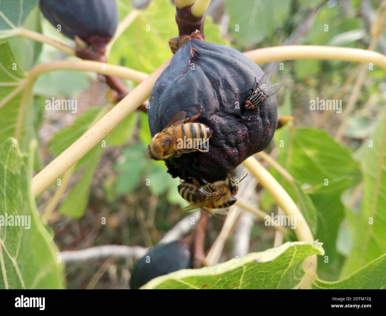 Moose beetle hi-res stock photography and images - Alamy