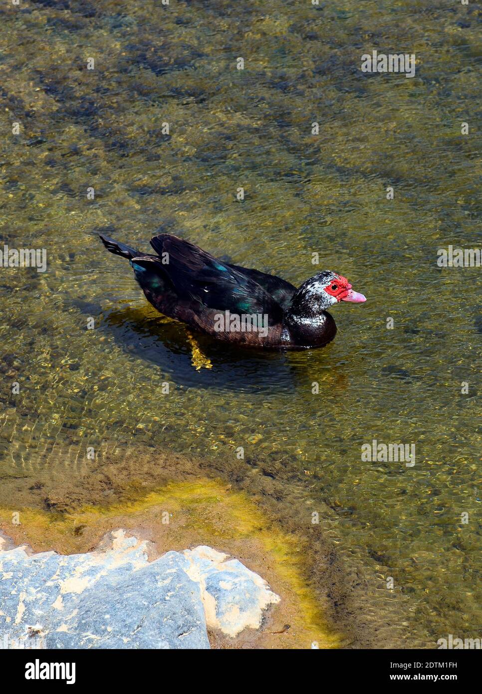 Spain, Canary Island, Fuerteventura, muscovy duck Stock Photo - Alamy