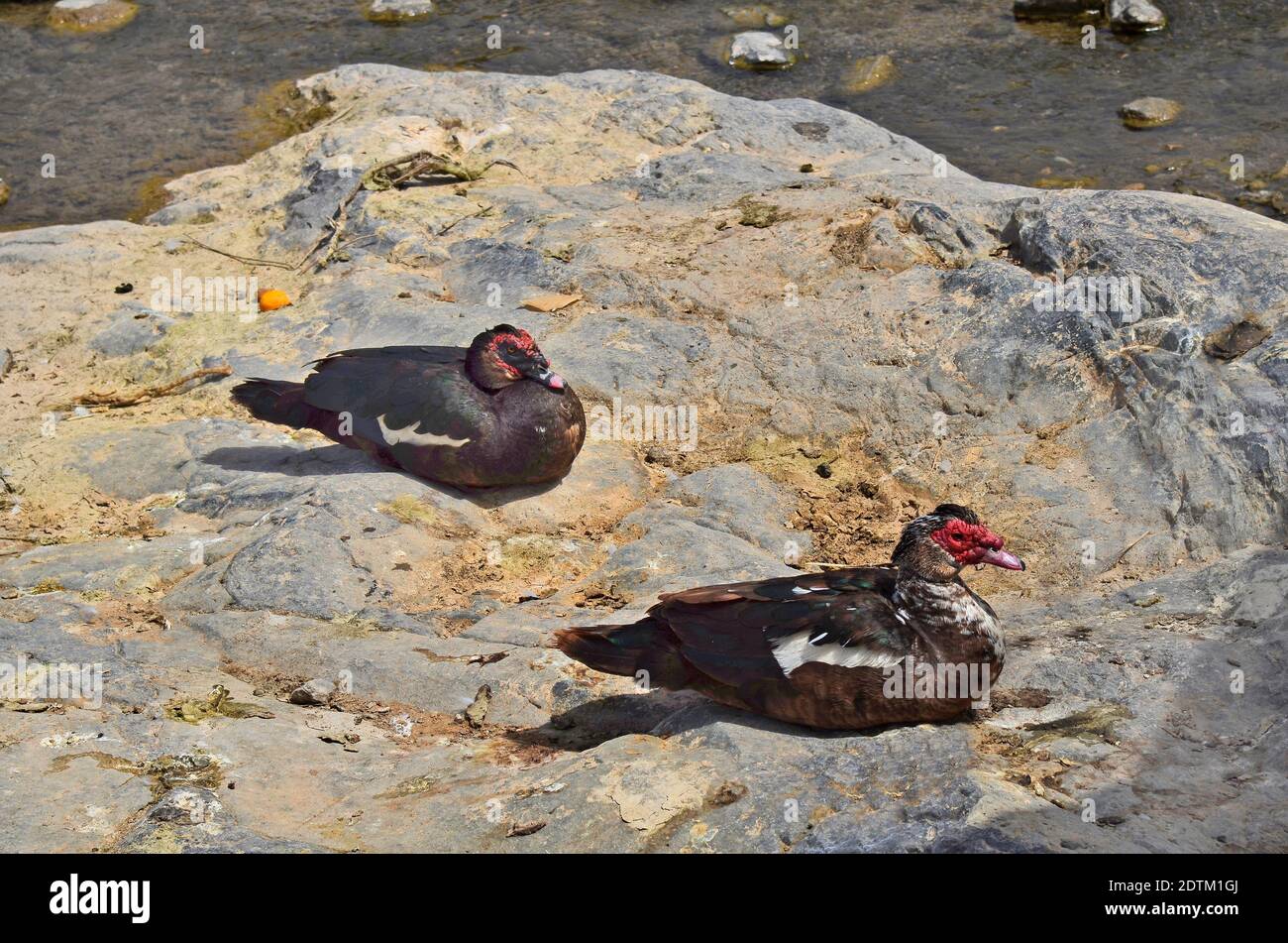 Spain, Canary Island, Fuerteventura, muscovy duck Stock Photo - Alamy