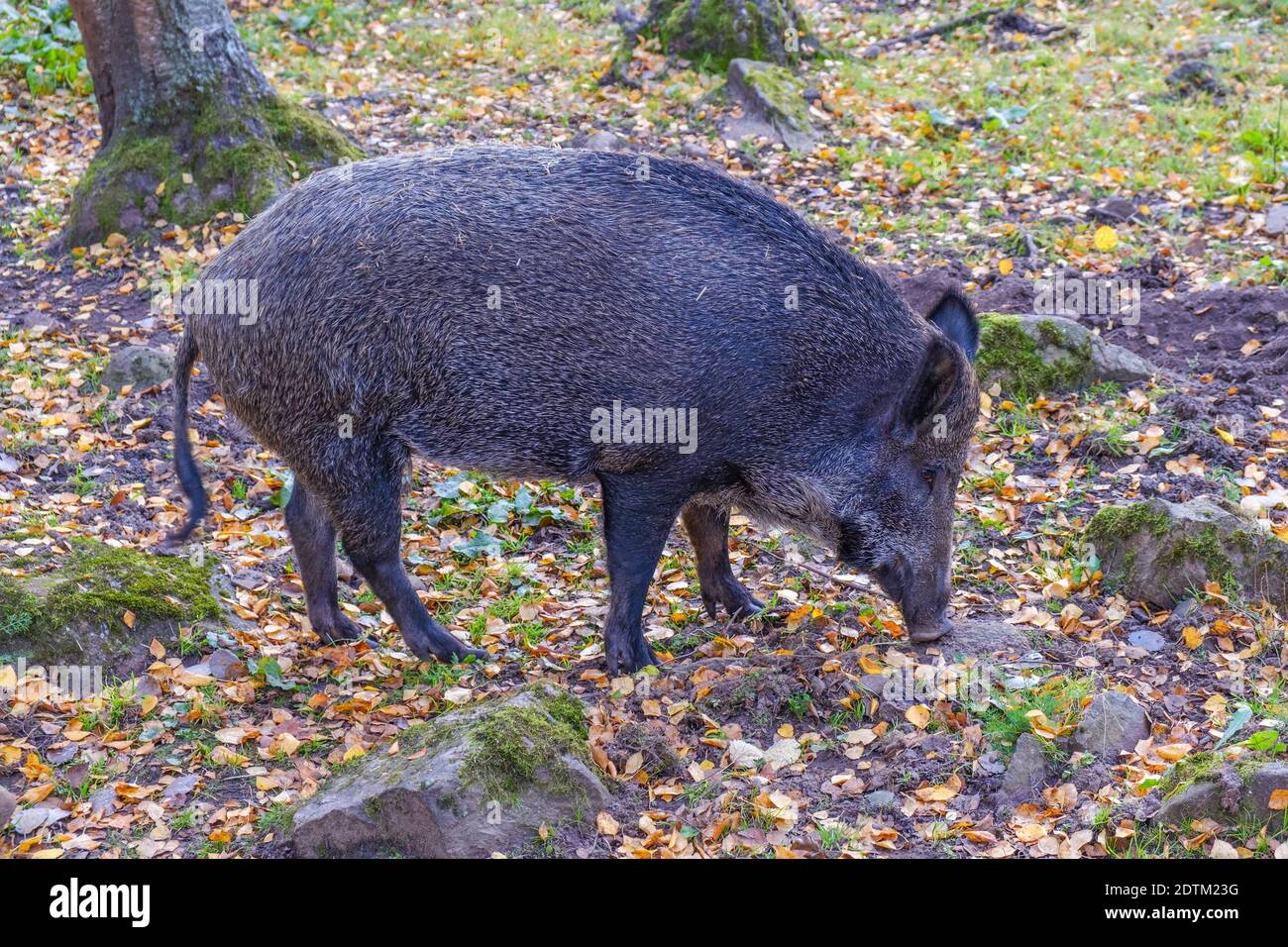 Boar rock hi-res stock photography and images - Alamy