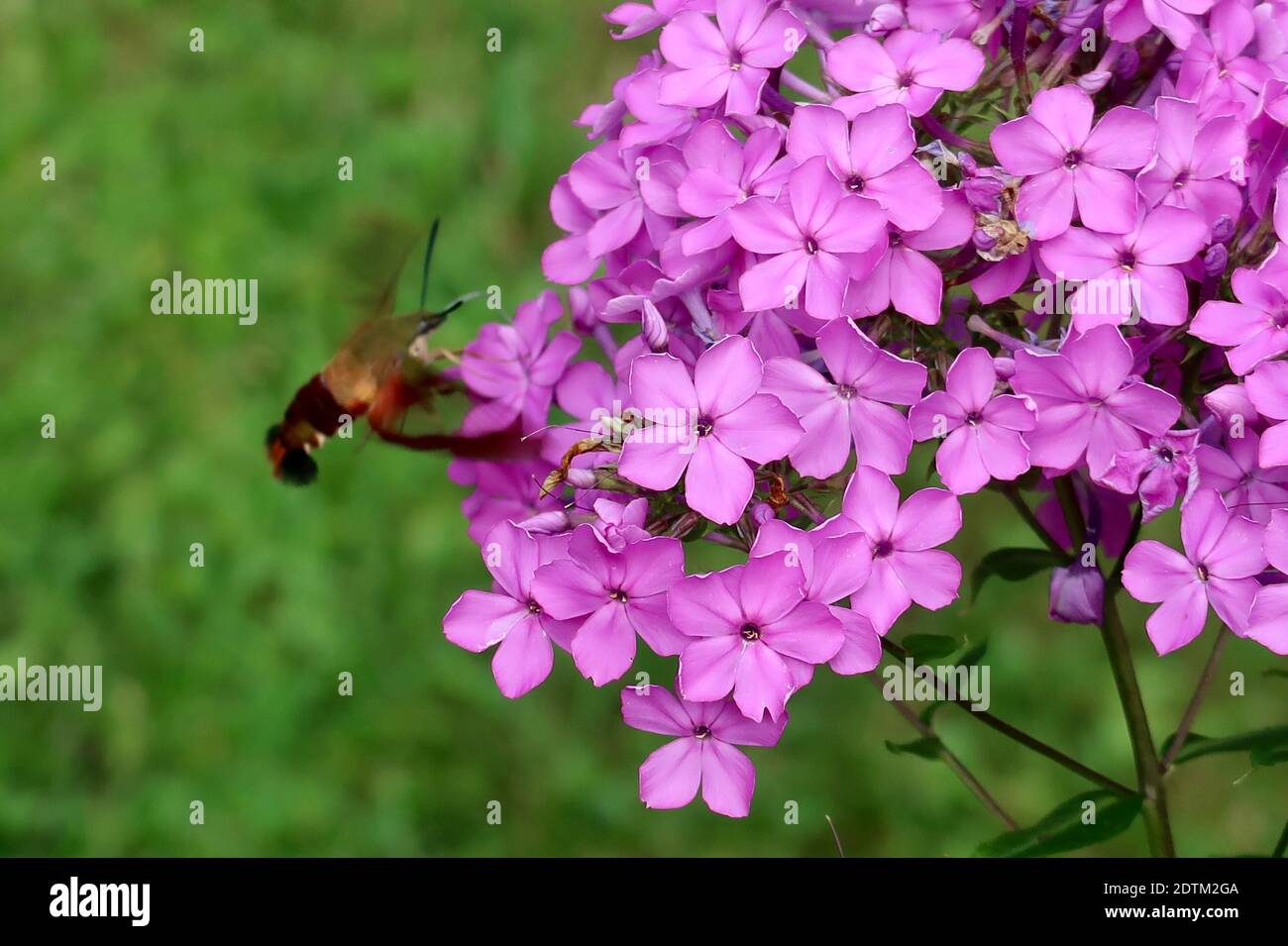 Lilac beauty moth hi-res stock photography and images - Alamy