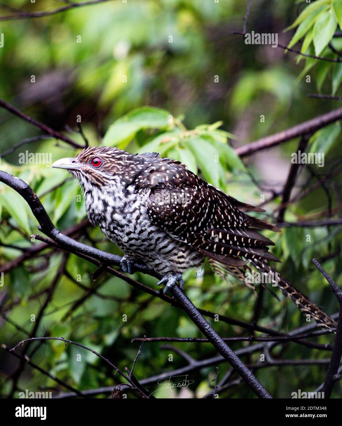 Koyal bird hi-res stock photography and images - Alamy