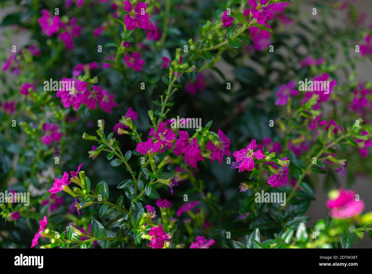 Cuphea Hyssopifolia High Resolution Stock Photography and Images - Alamy