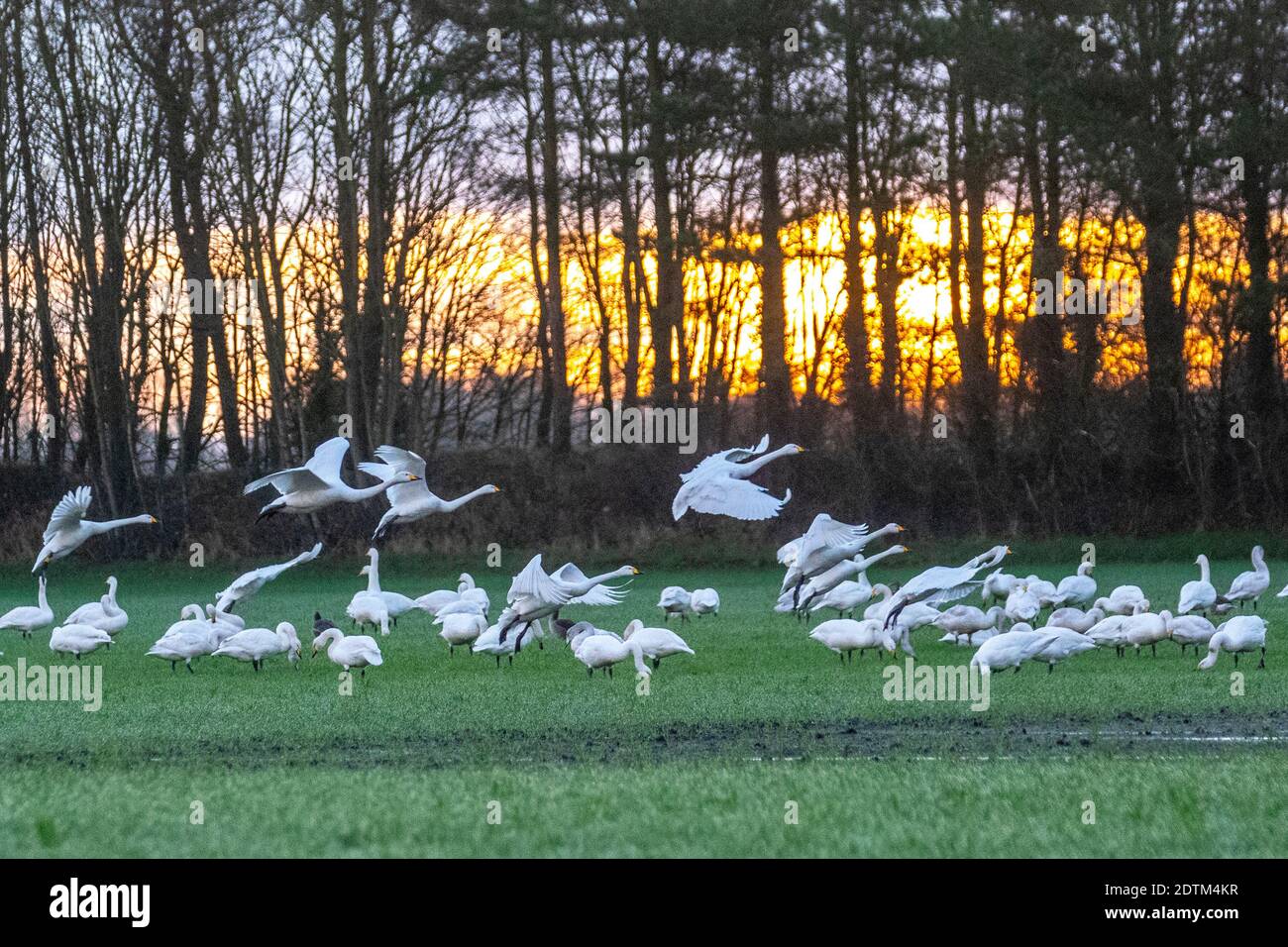 Large populations of swans hi-res stock photography and images - Alamy