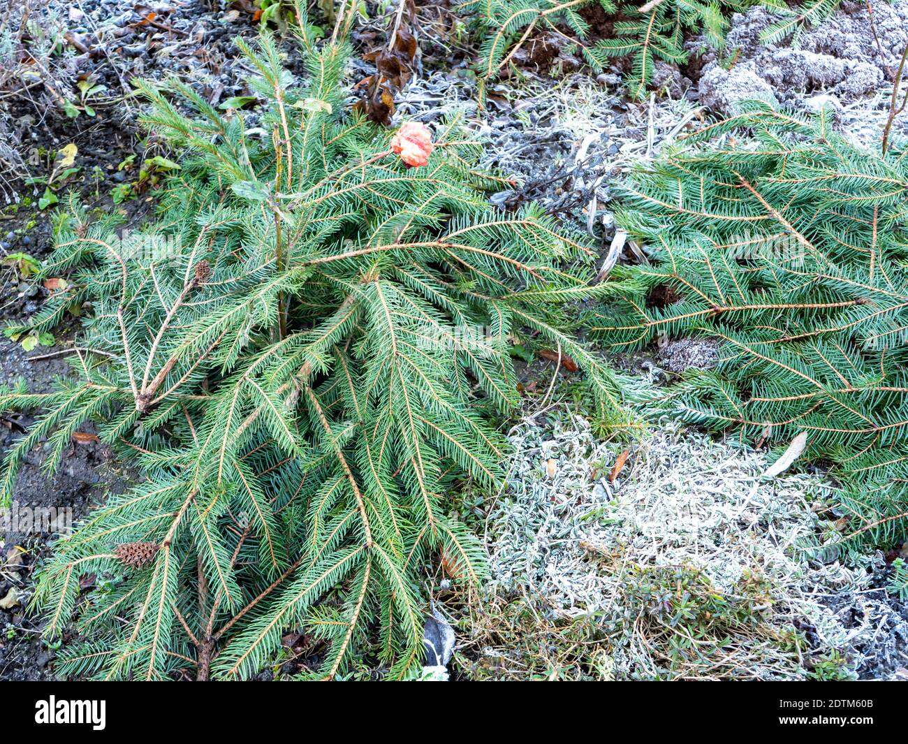 Roses winter protection hi-res stock photography and images - Alamy