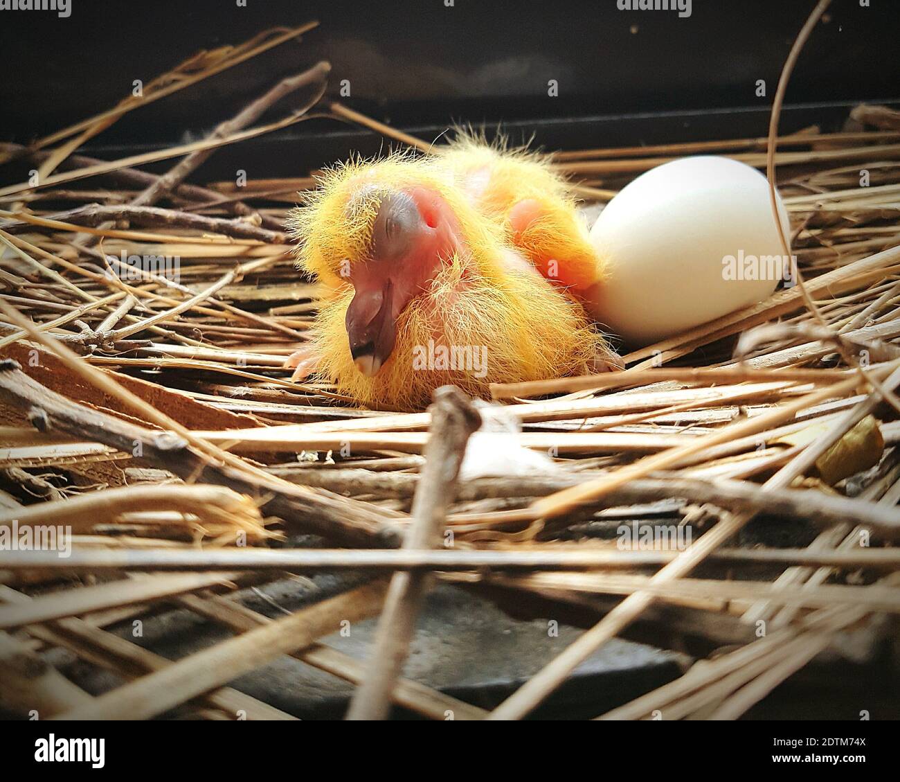 Baby pigeon squab hi-res stock photography and images - Alamy
