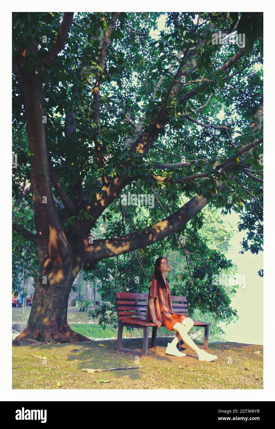 Public park tree Cut Out Stock Images & Pictures - Alamy