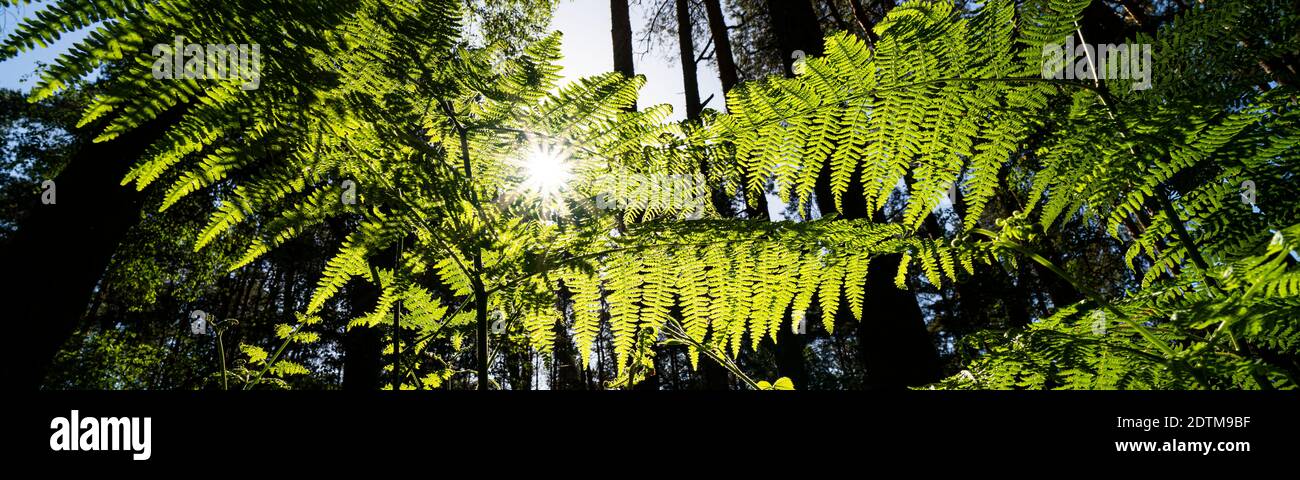 looking up through close up bracken fern leaves in an English woodland ...