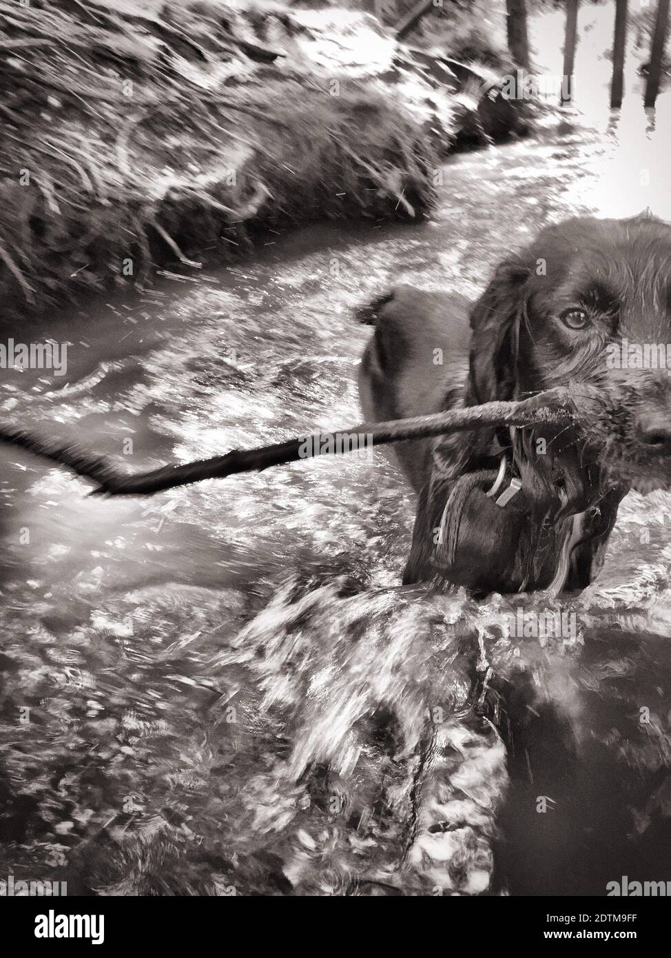 Dog in river with stick hi-res stock photography and images - Alamy