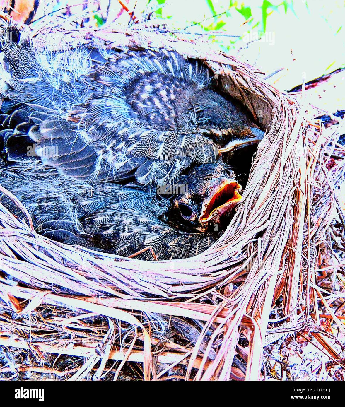 American robin chicks hi-res stock photography and images - Alamy