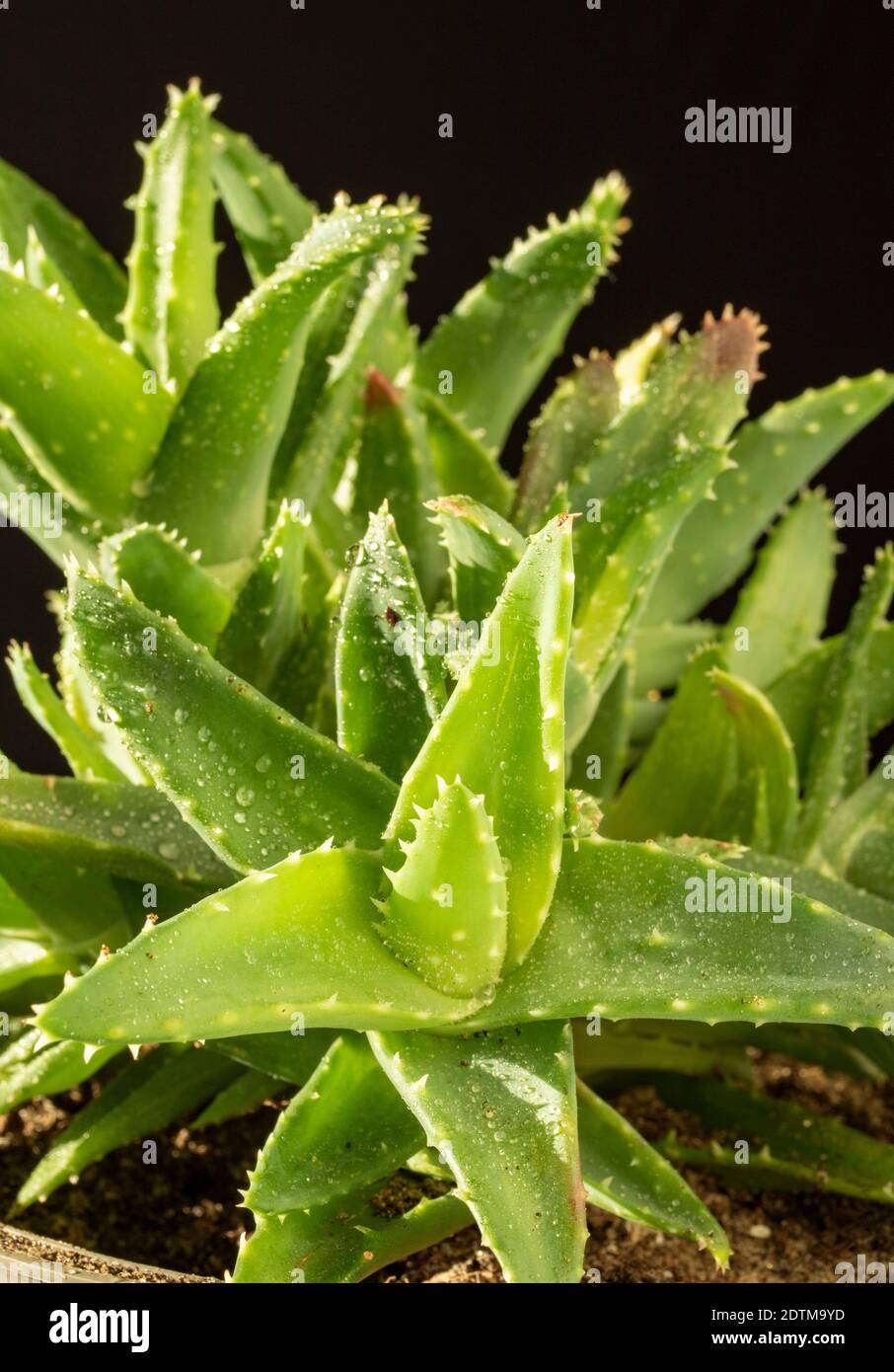 Close -up Aloe Vera plant showing natural patterns and textures in the ...