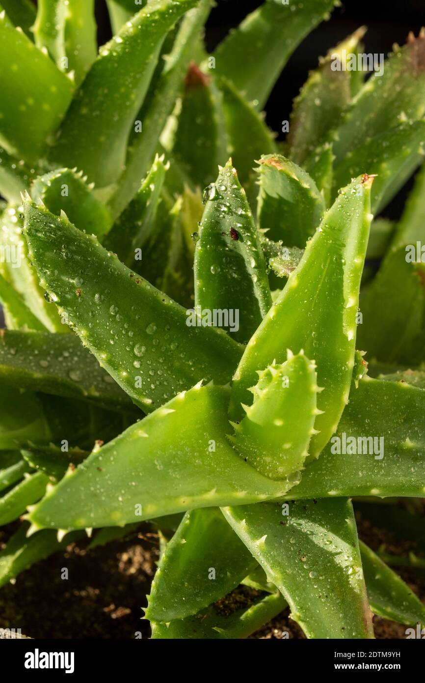 Close -up Aloe Vera plant showing natural patterns and textures in the ...
