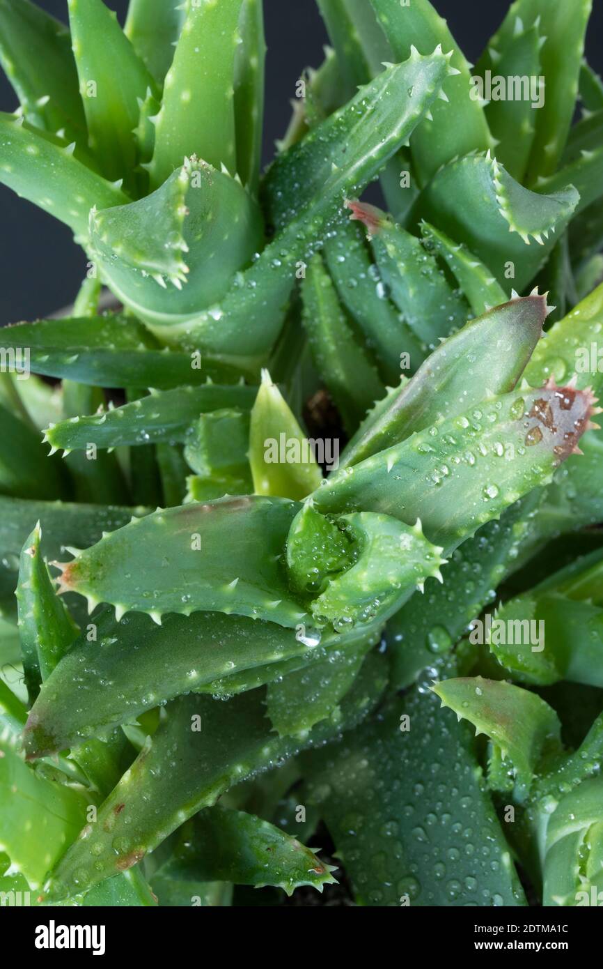 Close -up Aloe Vera plant showing natural patterns and textures in the ...