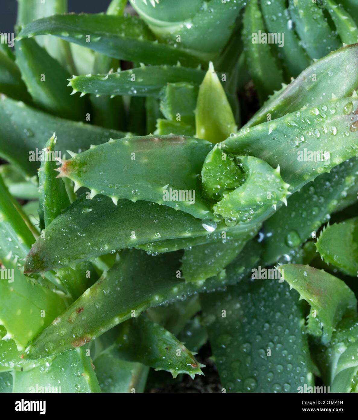 Close -up Aloe Vera plant showing natural patterns and textures in the ...