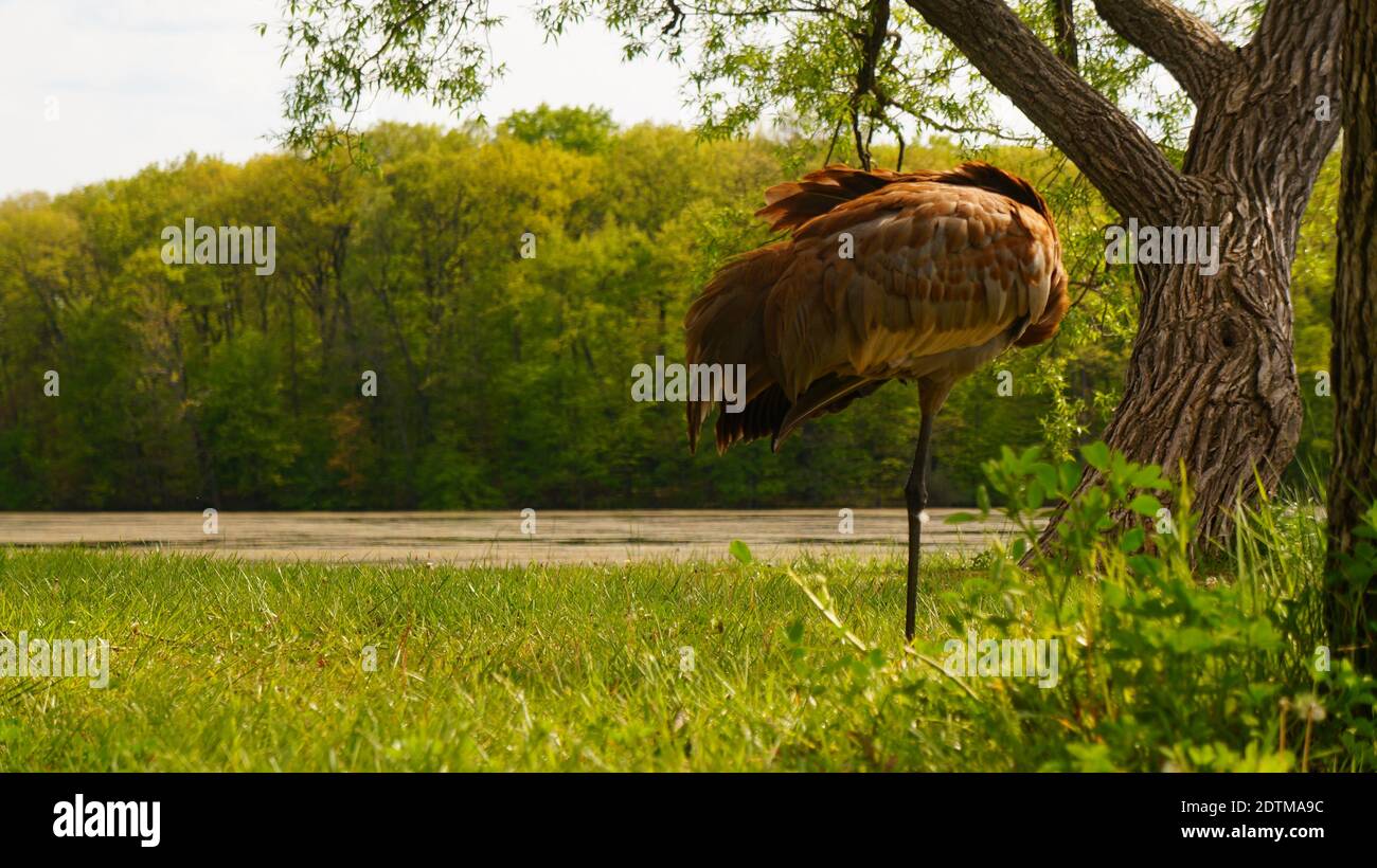 Crane standing on one leg hi-res stock photography and images - Alamy
