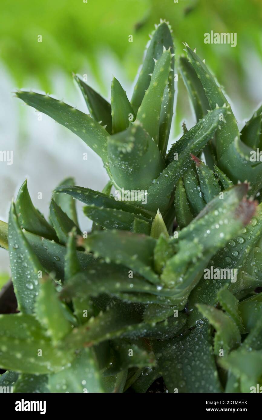 Close -up Aloe Vera plant showing natural patterns and textures in the ...