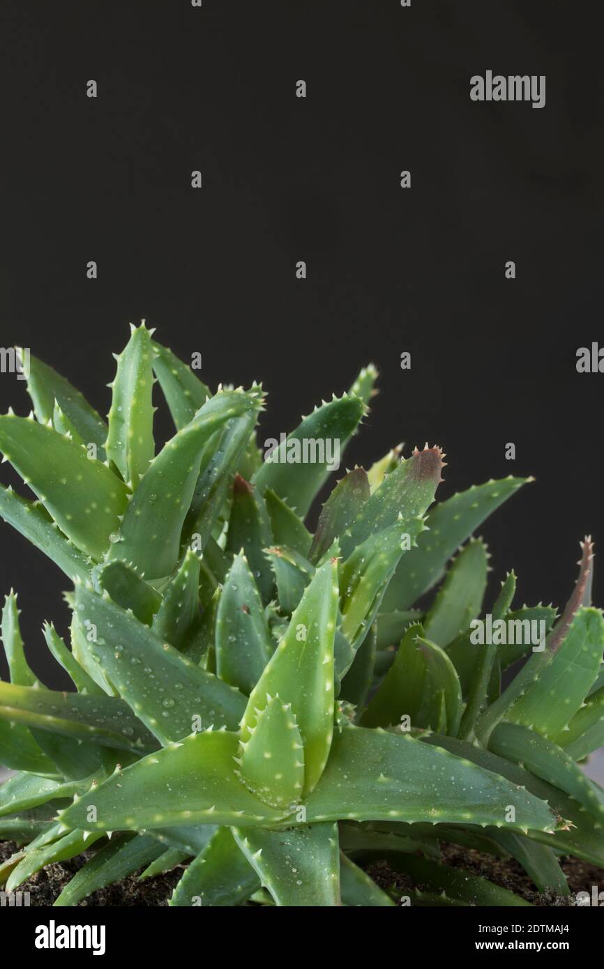 Close -up Aloe Vera plant showing natural patterns and textures in the ...