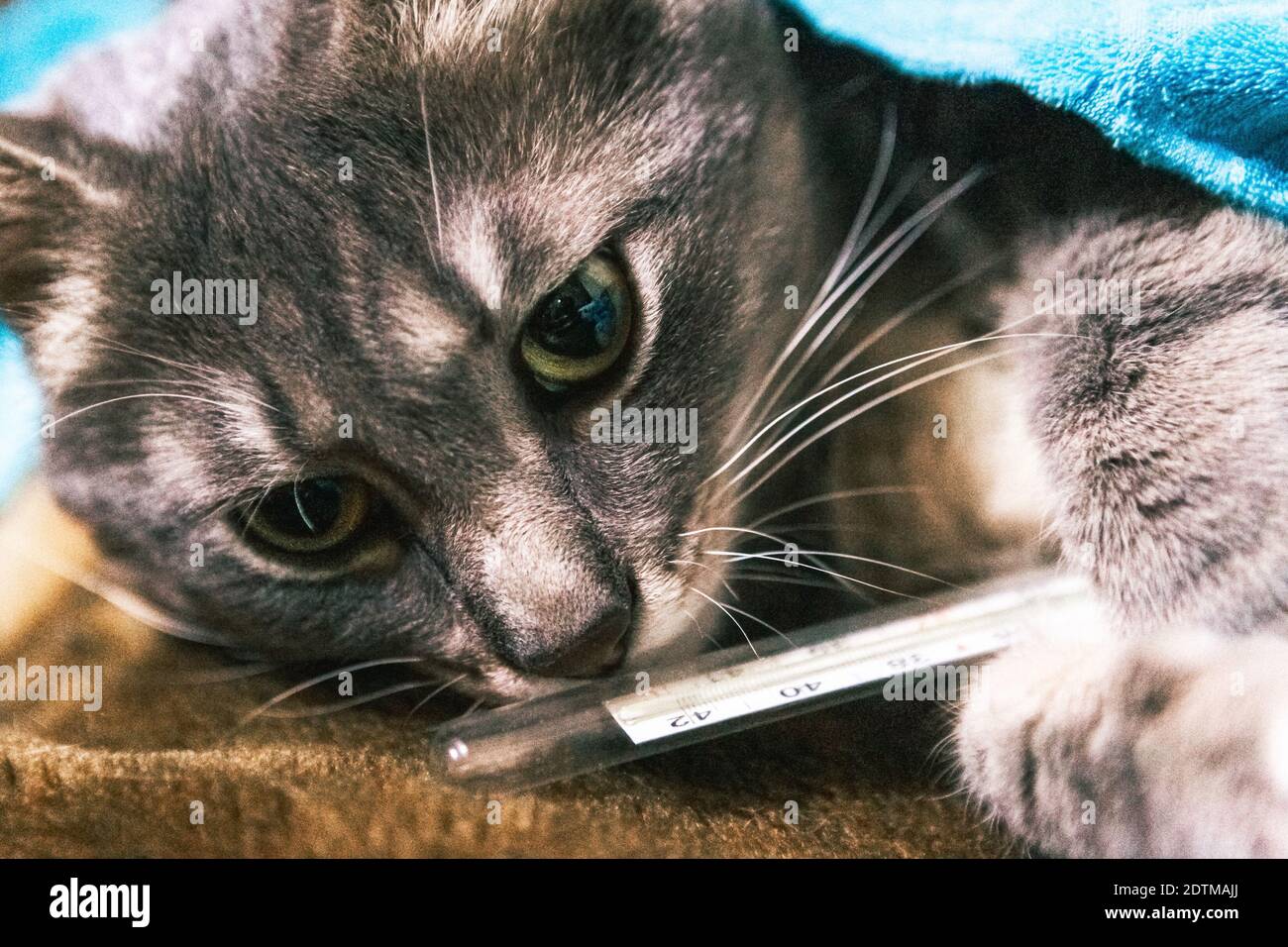 Sick Kitty Thermometer