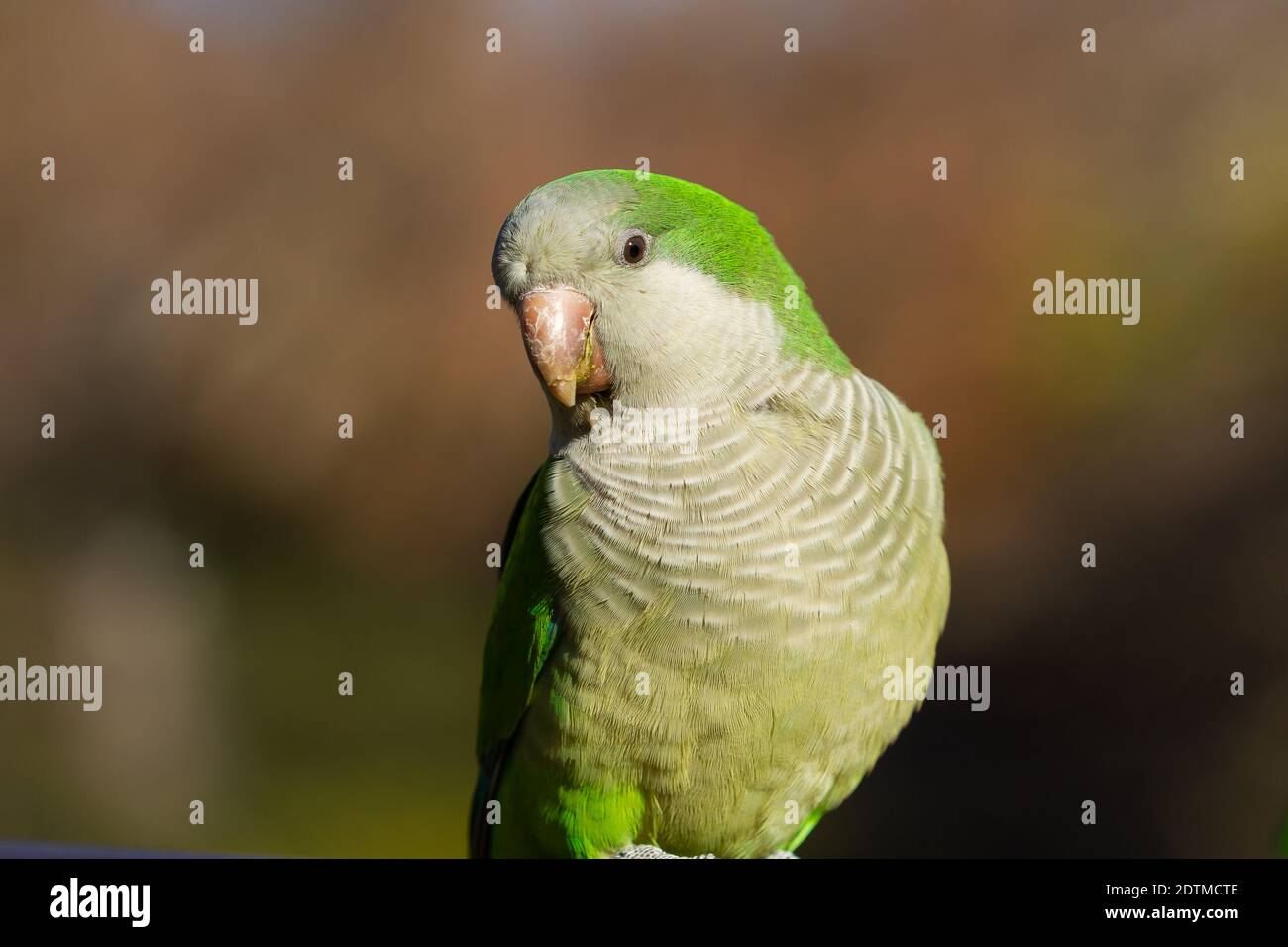Closeup shot monk parakeet hi-res stock photography and images - Alamy