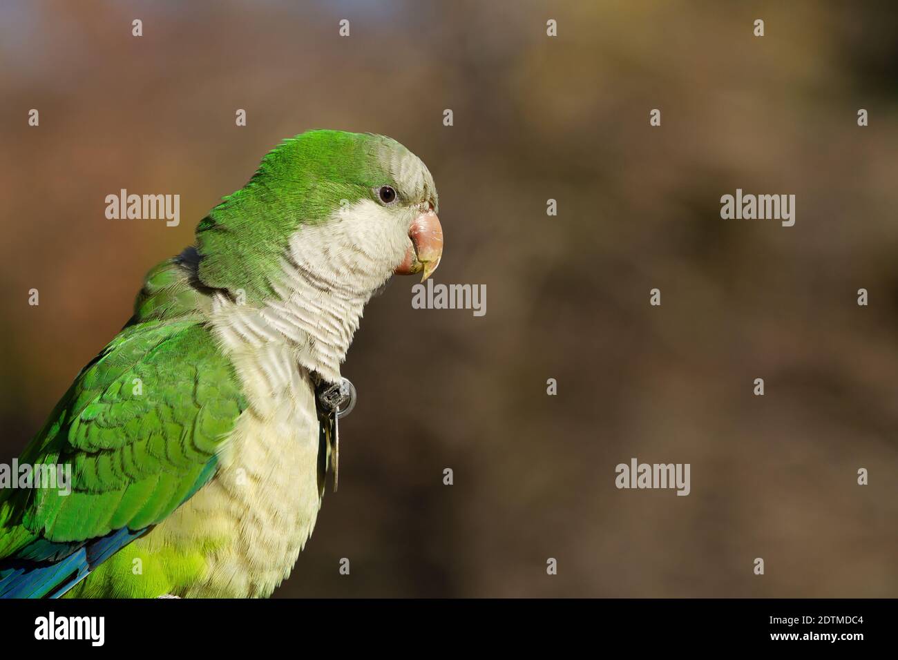 Closeup shot monk parakeet hi-res stock photography and images - Alamy