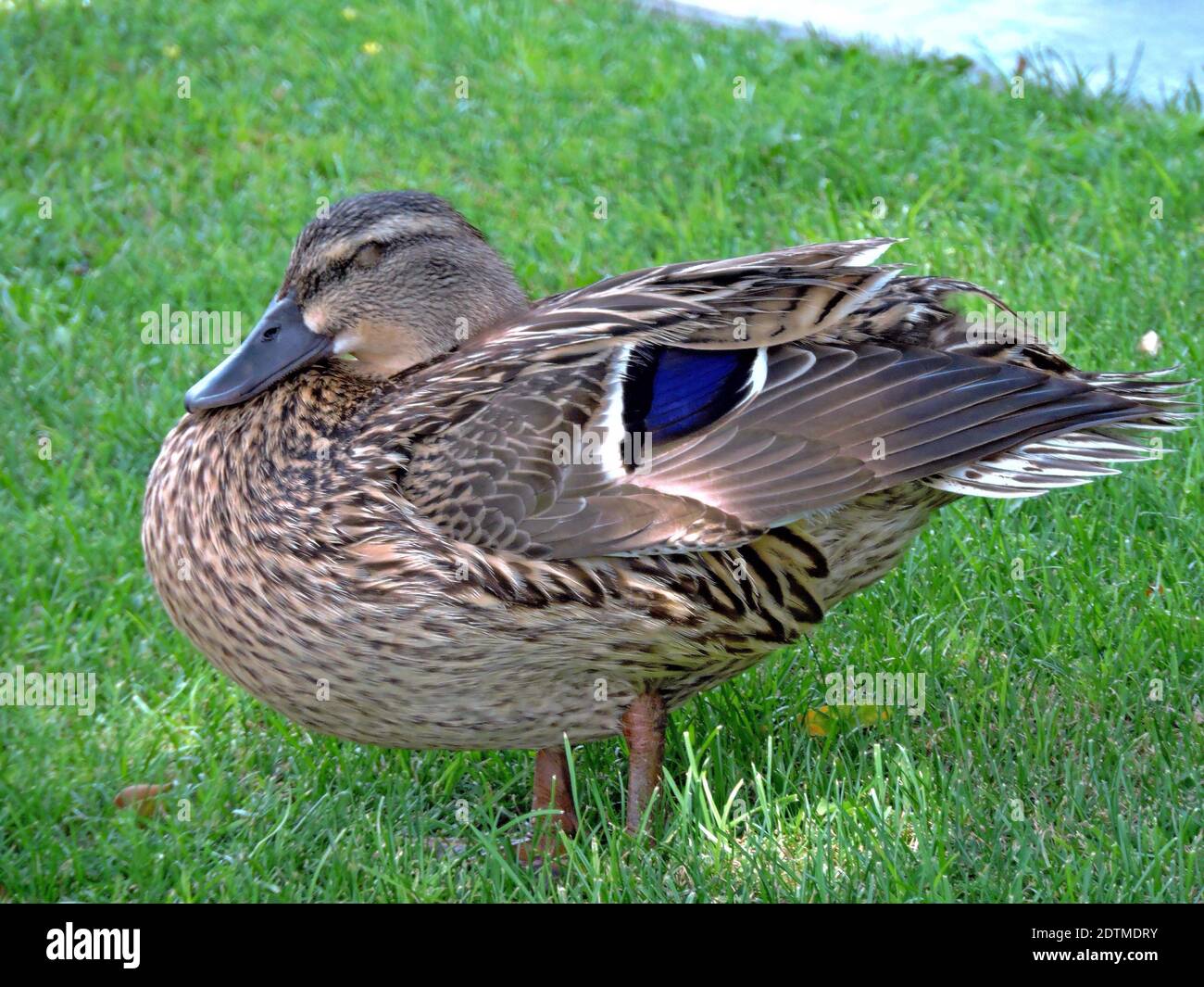 Duck Train High Resolution Stock Photography and Images - Alamy