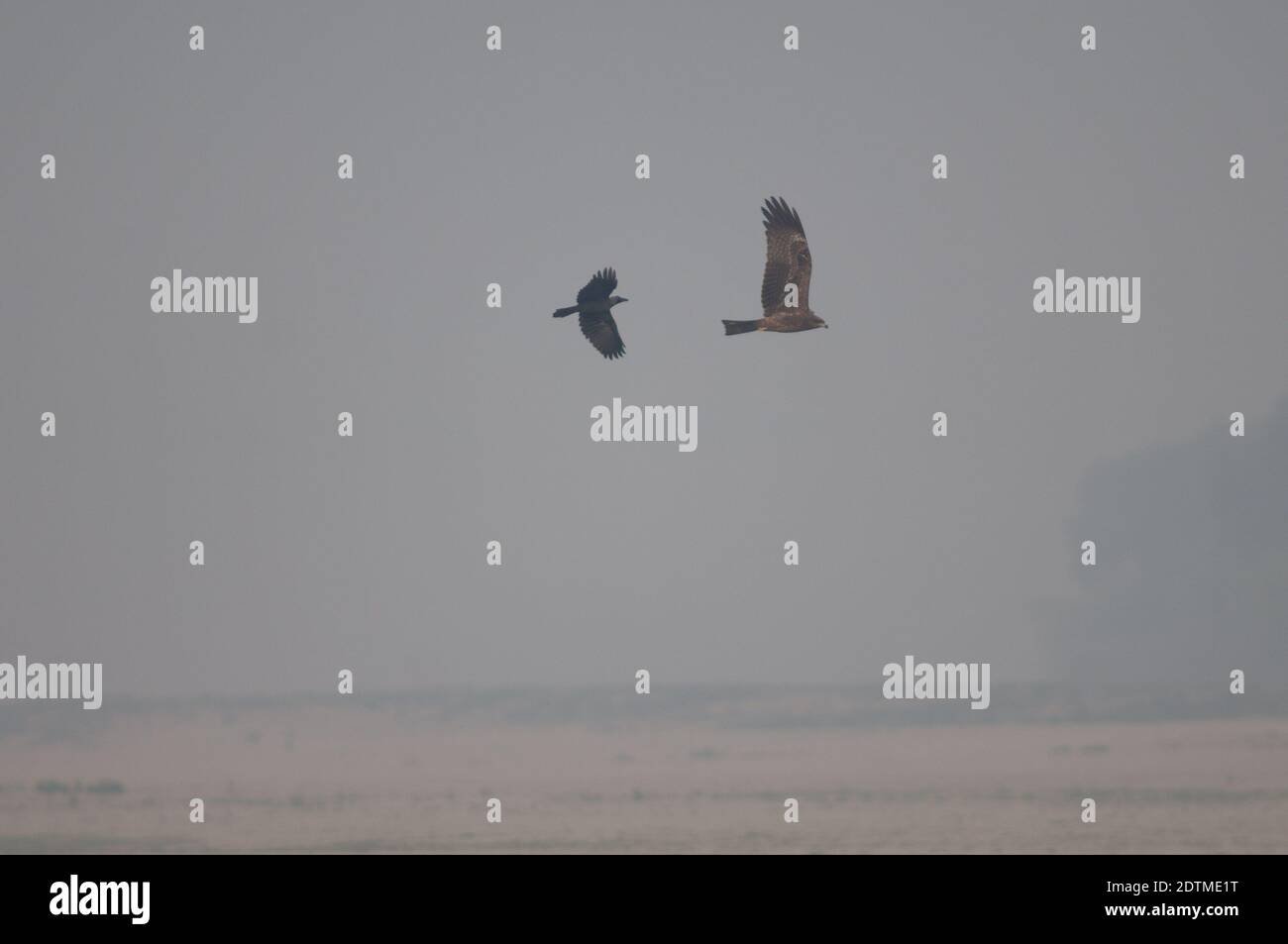 Crow fight flight hi-res stock photography and images - Alamy