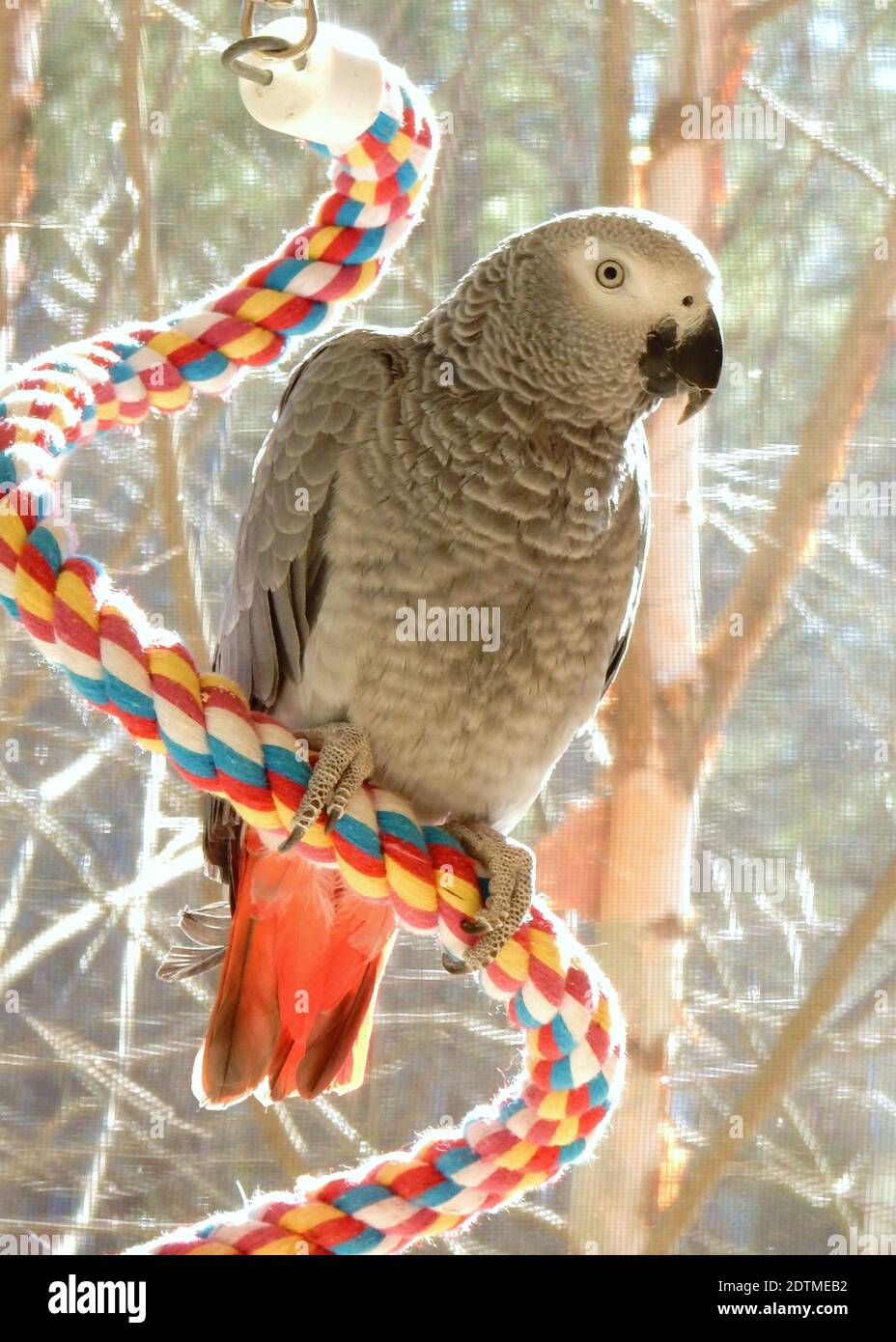 Parrot markings hi-res stock photography and images - Alamy