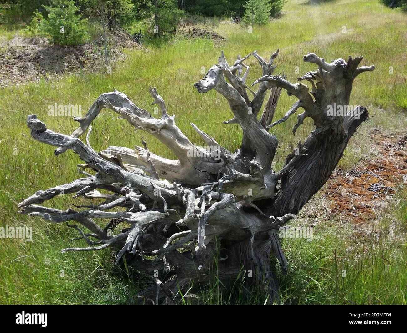 Stump roots hi-res stock photography and images - Alamy
