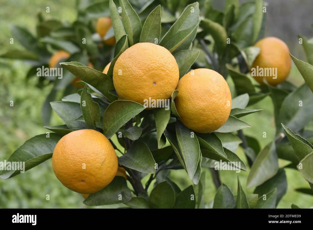 Unishu hi-res stock photography and images - Alamy