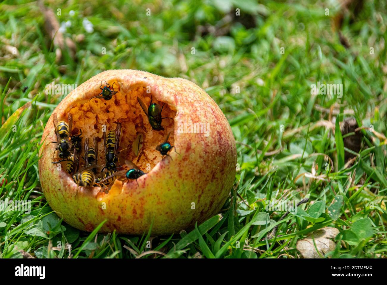 Insect Damaged Apples High Resolution Stock Photography and Images - Alamy
