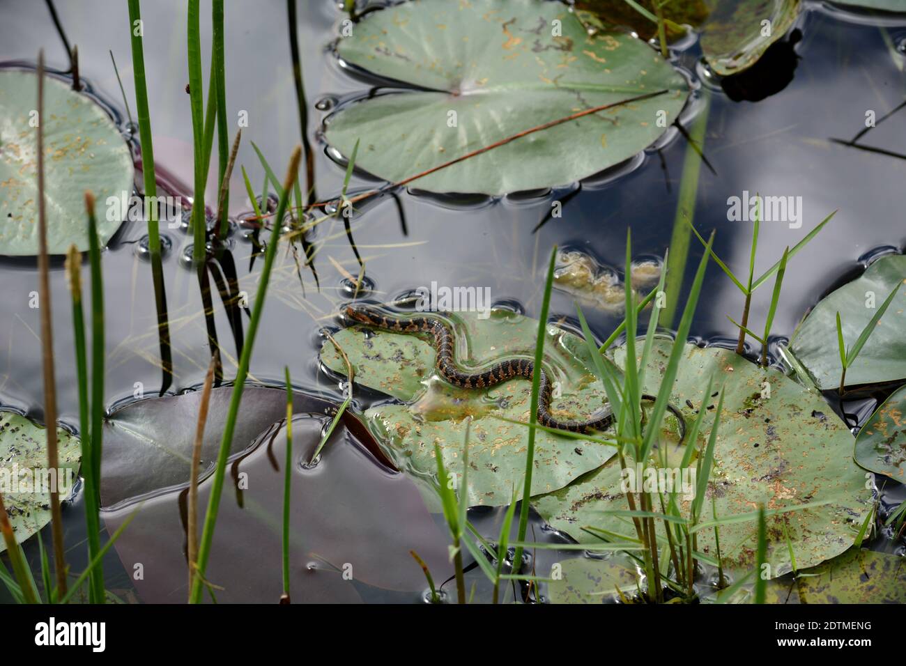 Florida Green Water Snake High Resolution Stock Photography and Images ...