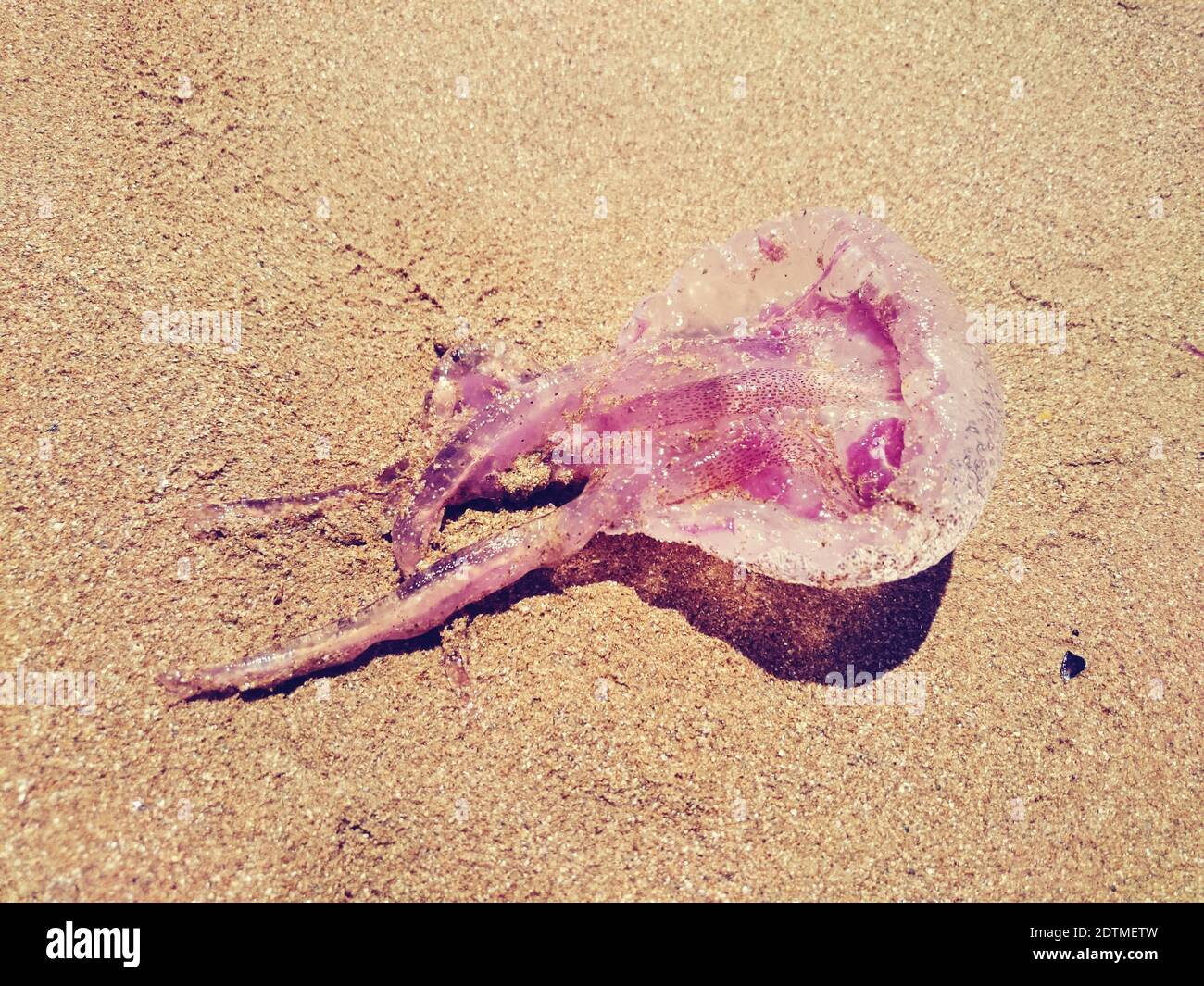 Jellyfish On Sand Stock Photo - Alamy
