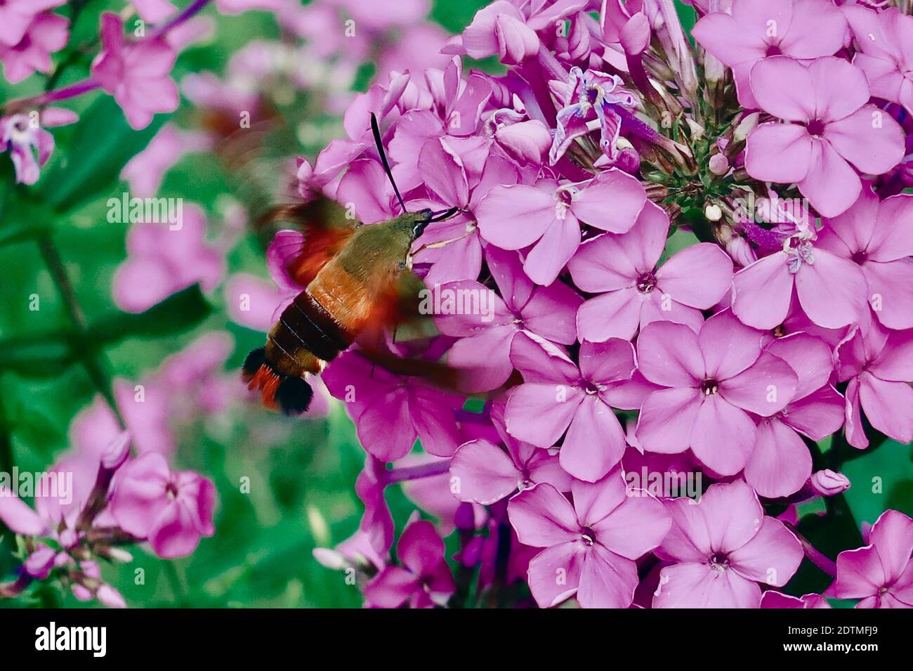 Bumblebee hummingbird hi-res stock photography and images - Alamy