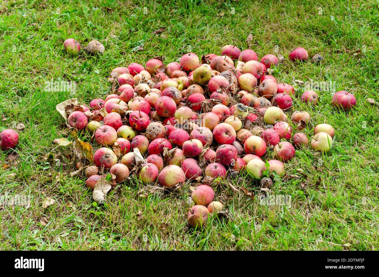 Pile of fallen fruit hi-res stock photography and images - Alamy